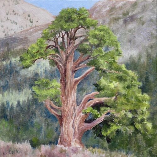 1975 White Chief Juniper | Cabin Art