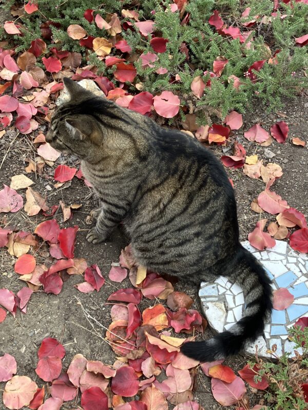 Nine New* Things Learned in December | Cabin Art