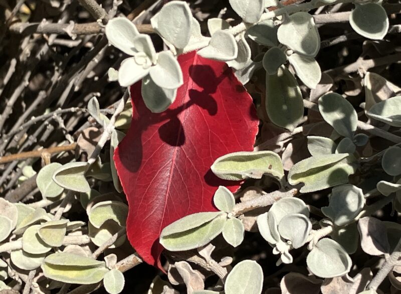 Nine New* Things Learned in December | Cabin Art