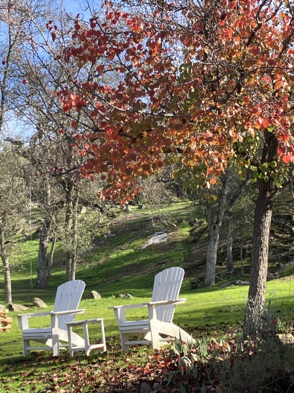 Nine New* Things Learned in December | Cabin Art